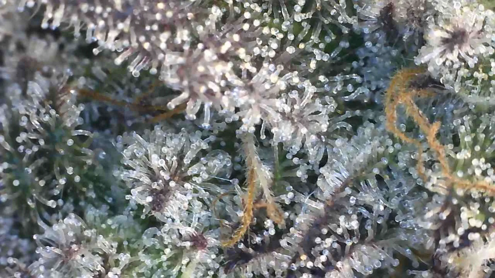 The Science of Trichome Development: Timing Your Harvest for Maximum ...